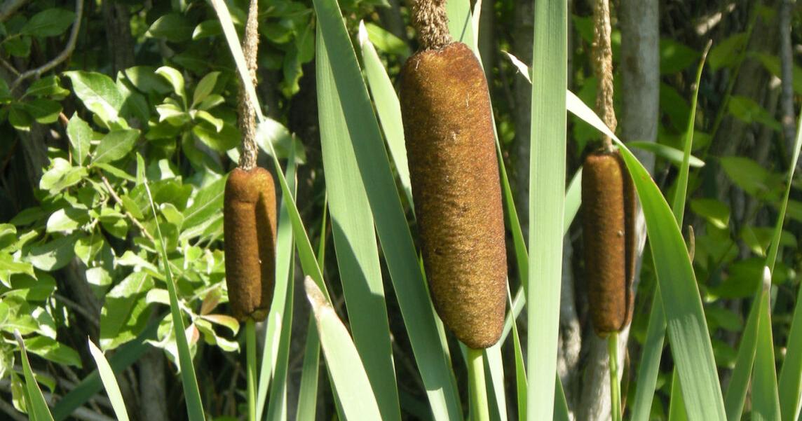 Can you tell me more about cattails? | News | deltacountyindependent.com