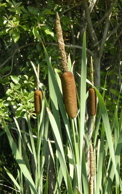 Can you tell me more about cattails? | News | deltacountyindependent.com