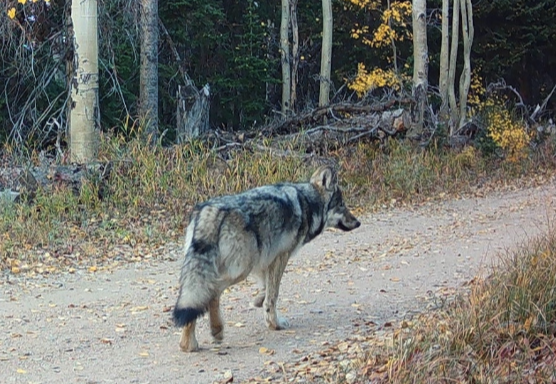 Debate rages over size of Colorado's new wolves | State ...