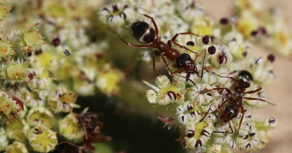 OUTDOORS: The ants go marching | Outdoors | deltacountyindependent.com