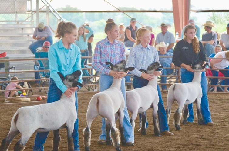 2021 Sheep and Lamb Show features 123 animals for judging | News ...
