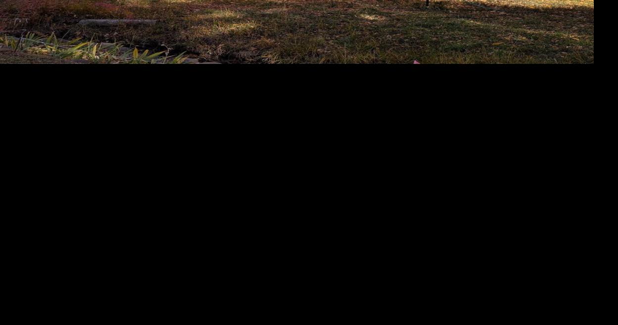 WHAT'S BUGGING YOU?: A splash of color for your fall landscape ...