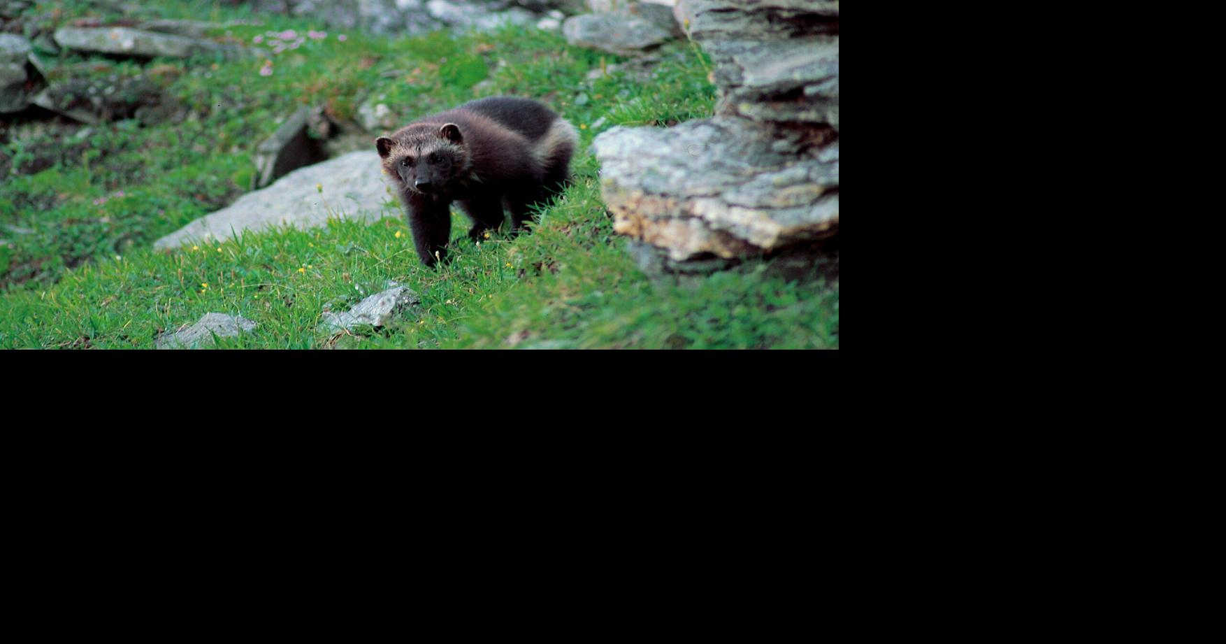 TIPS FROM THE POSSE: Bring back the Wolverine | Outdoors ...