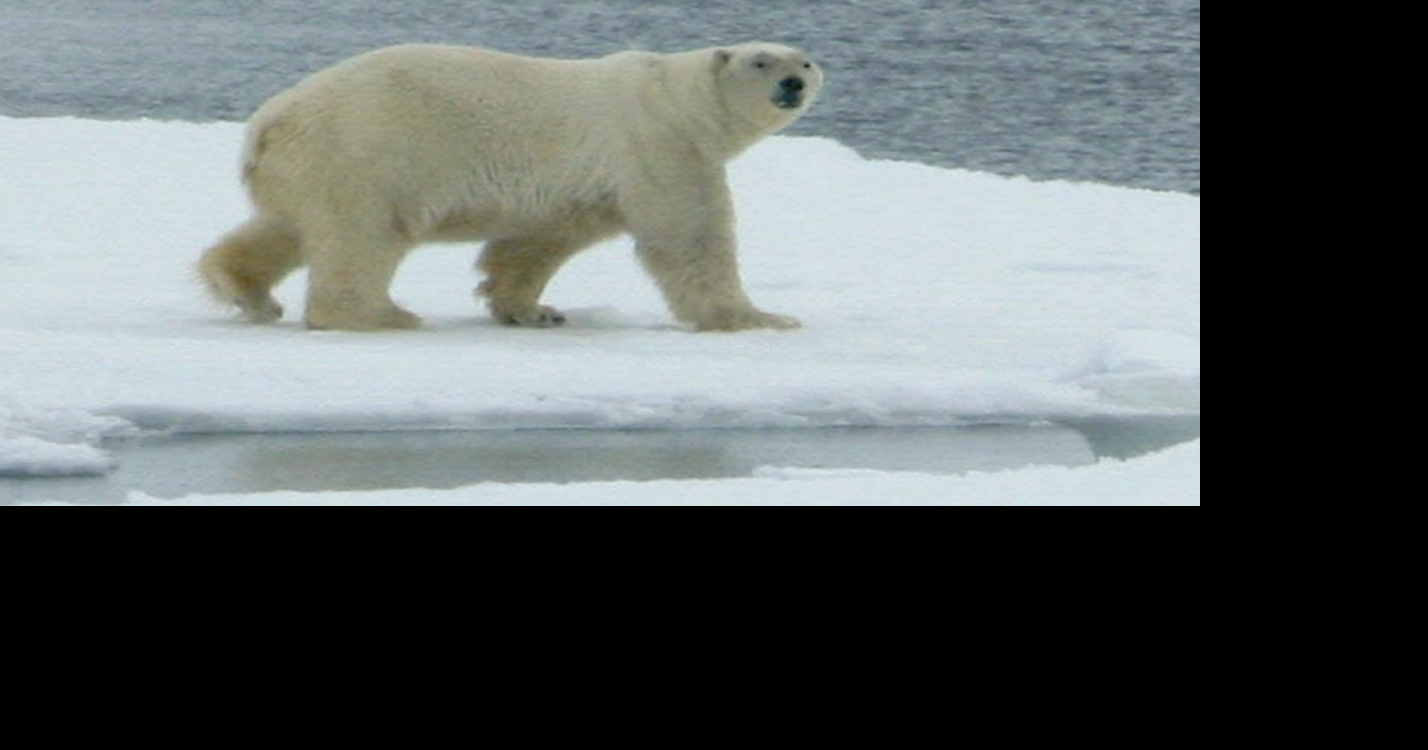 TIPS FROM THE POSSE: Polar bears — cute, Christmas-y and dangerous ...