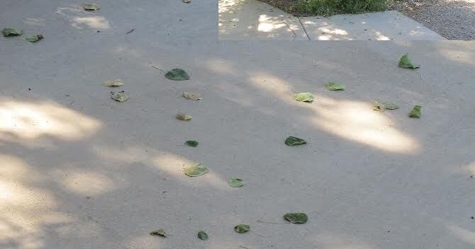 OUTDOORS: Why is my aspen tree dropping leaves? | Outdoors ...
