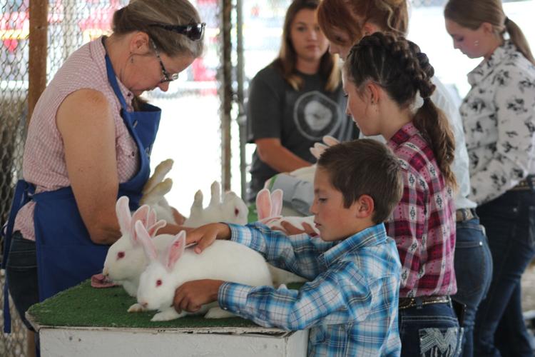 Attendees enjoy rabbit showmanship | News | deltacountyindependent.com