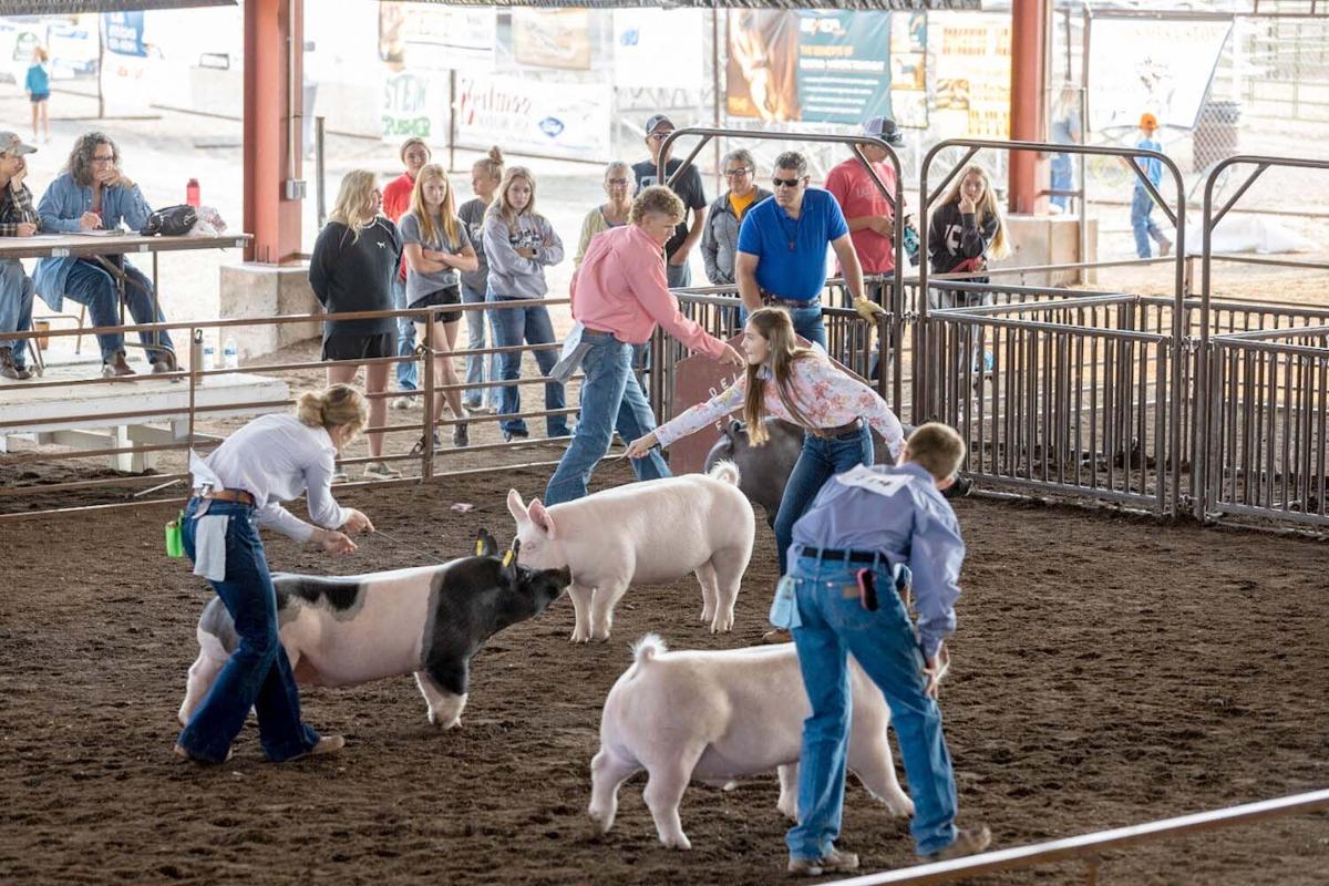 Pig show — and what a show they are | News | deltacountyindependent.com