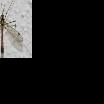 What's that buzzing around my head?! | News | deltacountyindependent.com