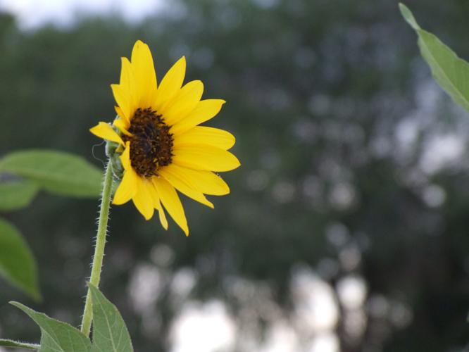 Sunflowers offer photo ops and drive-by beauty near Olathe | News ...