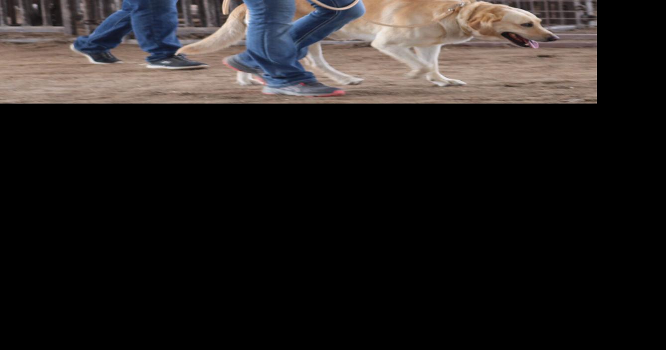 Dog obedience competition brings contestants together | News ...