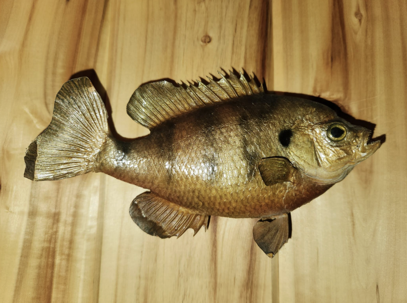 TIPS FROM THE POSSE: First fish | Outdoors | deltacountyindependent.com
