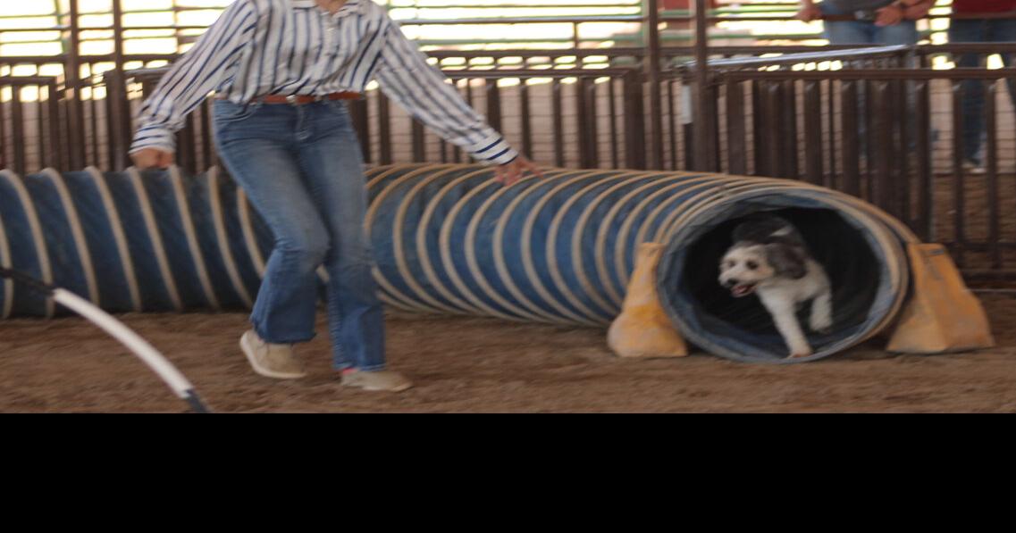 Young people show their dogs' agility, obedience and showmanship | News ...
