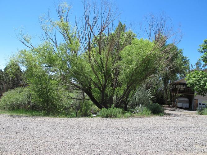 WHAT'S BUGGING YOU?: Choosing the right tree is an important decision ...