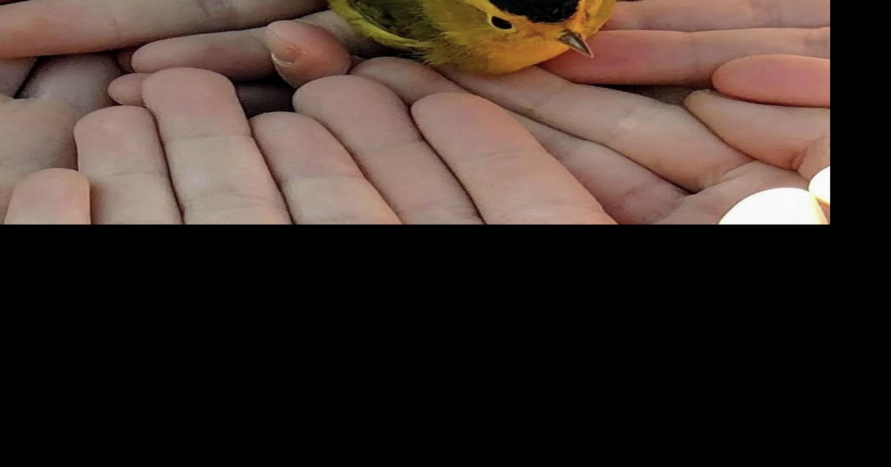 OUTDOORS: Fun bird watching tips for kids | Outdoors ...