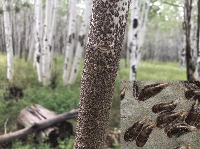 Oystershell scales | News | deltacountyindependent.com