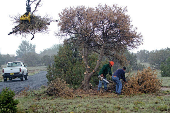 How can I protect my pinyon trees from pests? | News ...