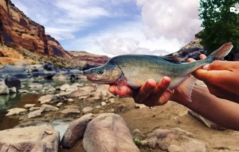 Colorado rivers are peaking — and so are drownings | Outdoors ...