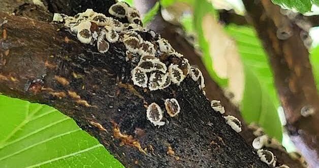Why is my elm tree covered by this shiny, sticky, sugary stuff ...