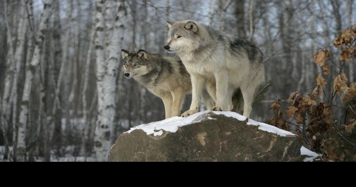 How Colorado plans to reintroduce wolves on Western Slope by 2023 ...