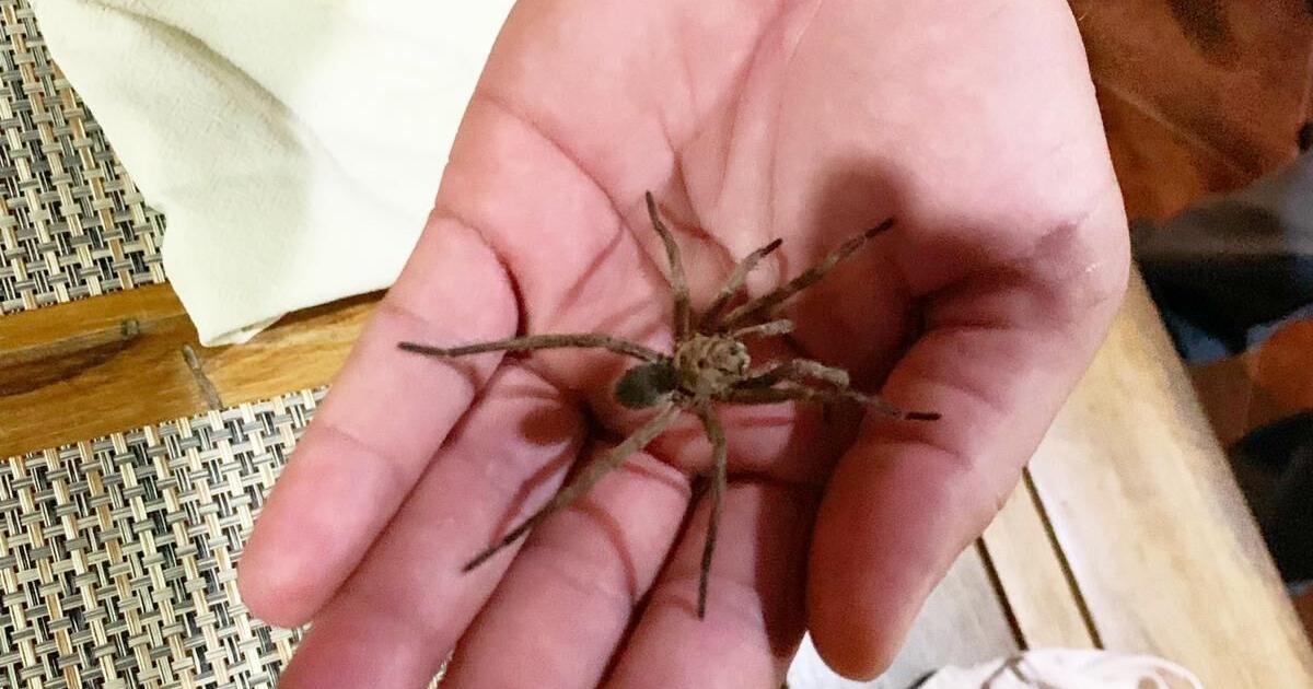 Black widows and other 8-legged creatures | Outdoors ...