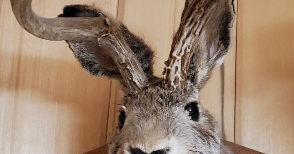 The mystery of the jackalope | Outdoors | deltacountyindependent.com