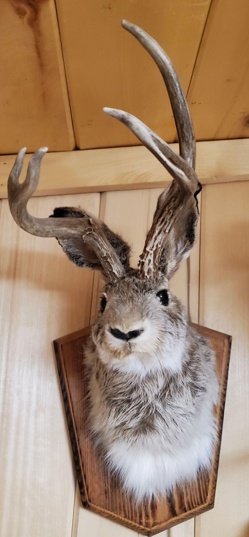 The mystery of the jackalope | Outdoors | deltacountyindependent.com