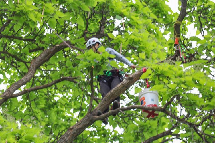 Statewide tree climbing competition held at Paonia Town Park | News ...