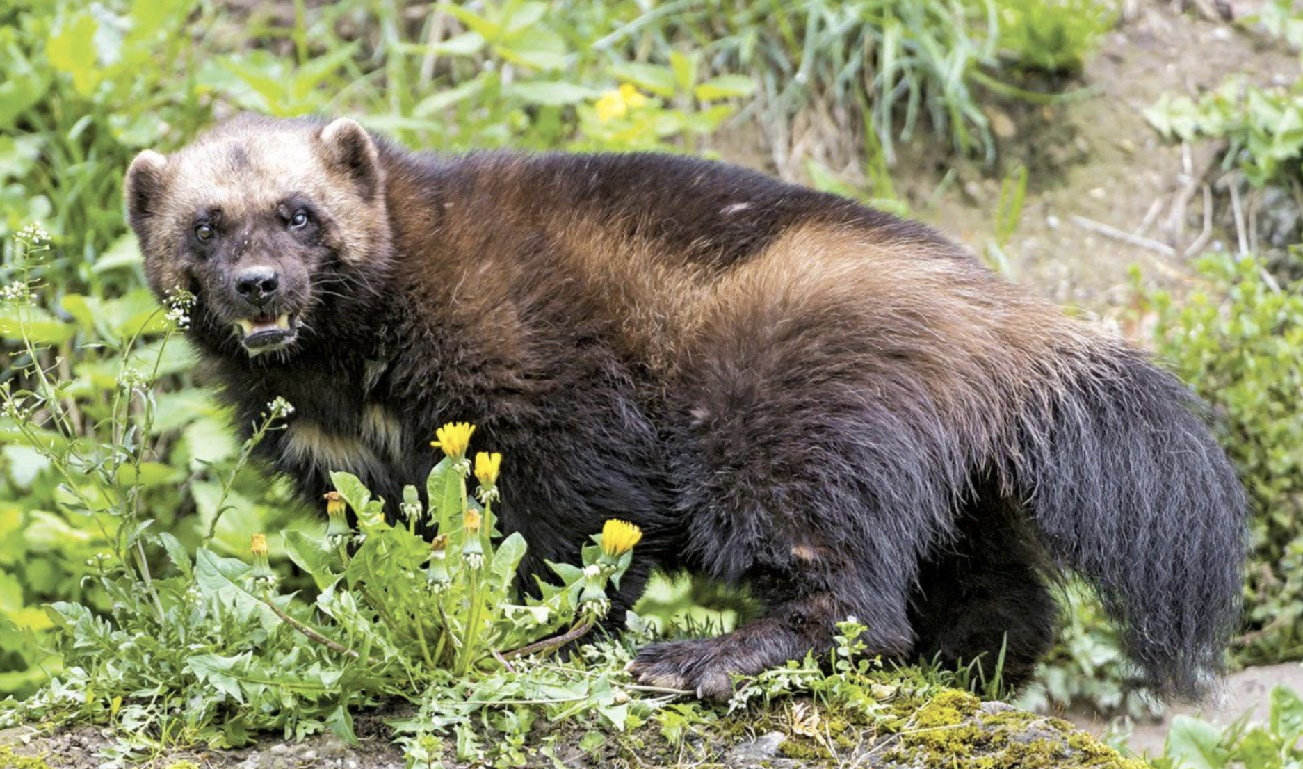 TIPS FROM THE POSSE: A case for wolverine reintroduction | Outdoors ...