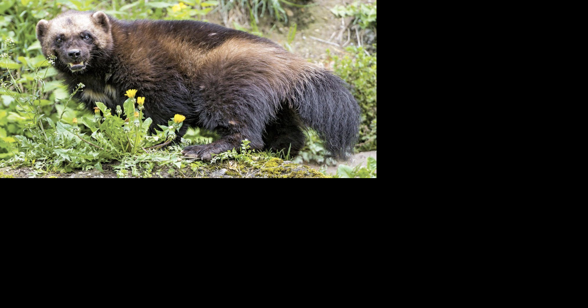 TIPS FROM THE POSSE: A case for wolverine reintroduction | Outdoors ...