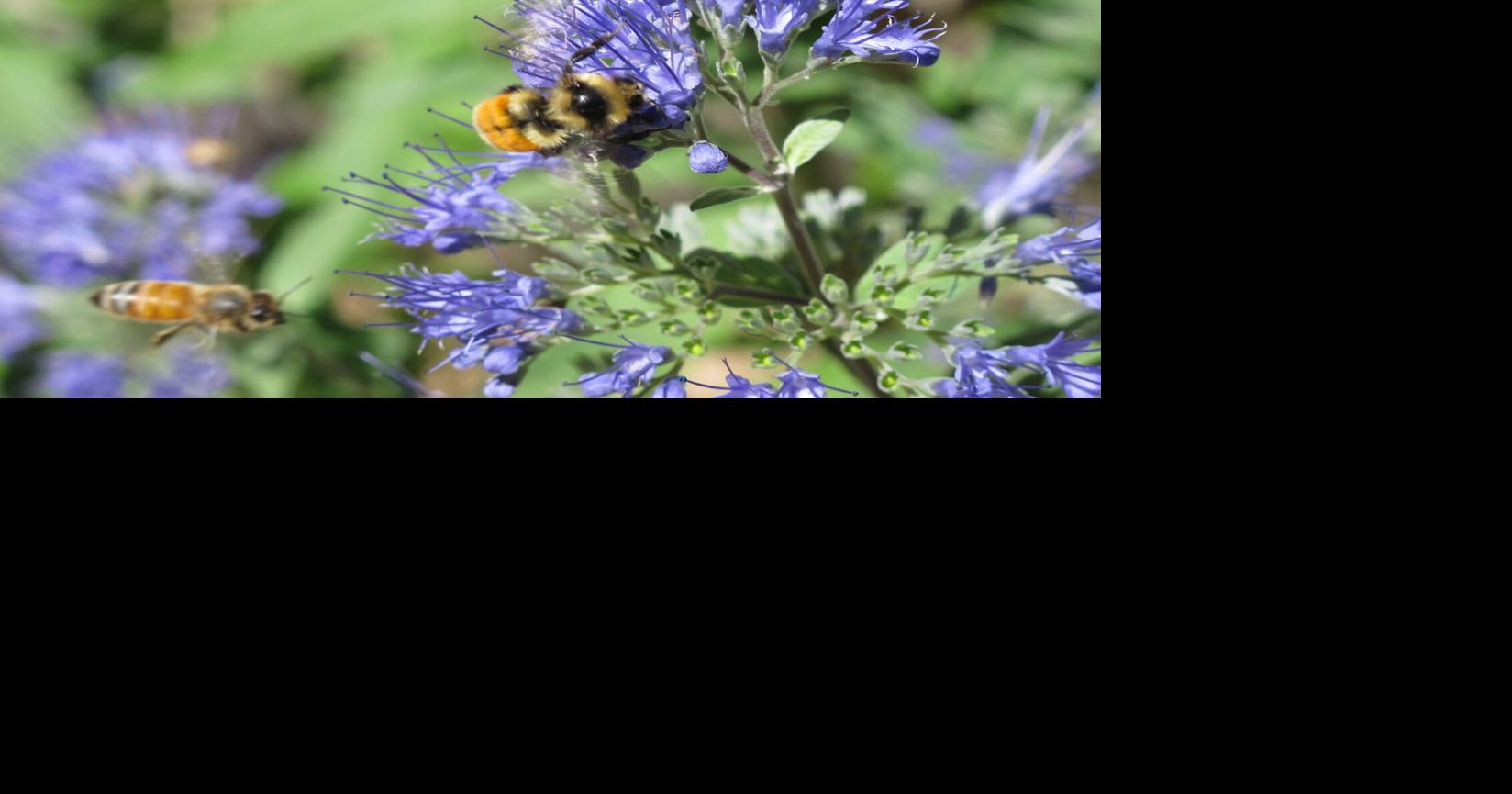 OUTDOORS: Attracting insect pollinators to your garden | Outdoors ...