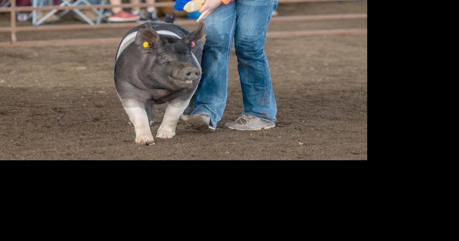 Pig show — and what a show they are | News | deltacountyindependent.com