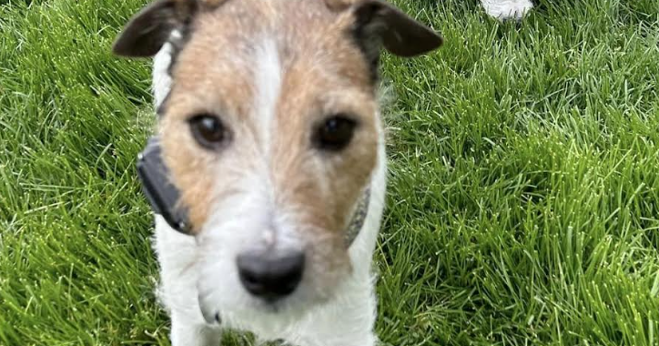 TIPS FROM THE POSSE: Dogs Have a Sixth Sense | Outdoors ...