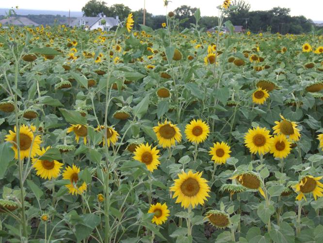 Sunflowers offer photo ops and drive-by beauty near Olathe | News ...