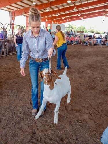 Goat Show | | deltacountyindependent.com