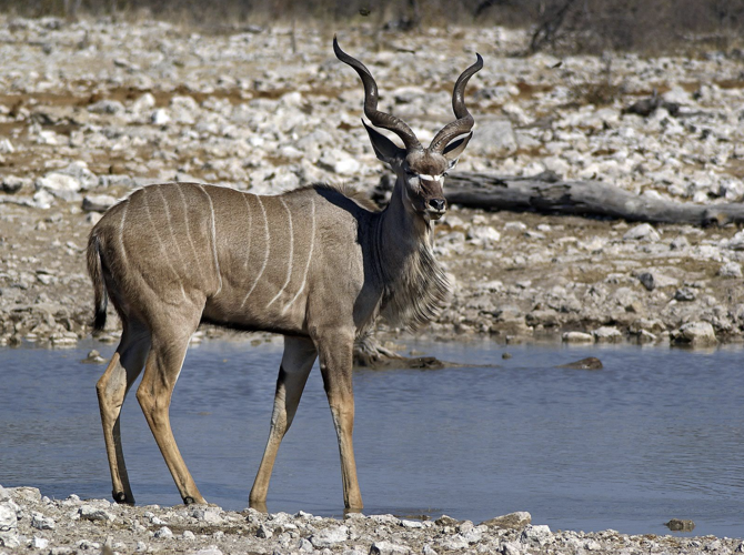 TIPS FROM THE POSSE: Keeping track of the kudu | Outdoors ...