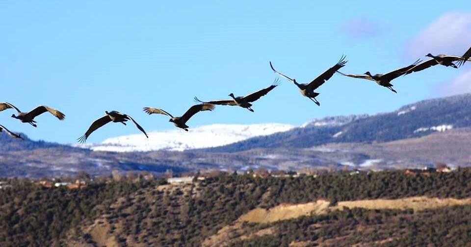 Eckert Crane Days are just around the corner | News | deltacountyindependent.com