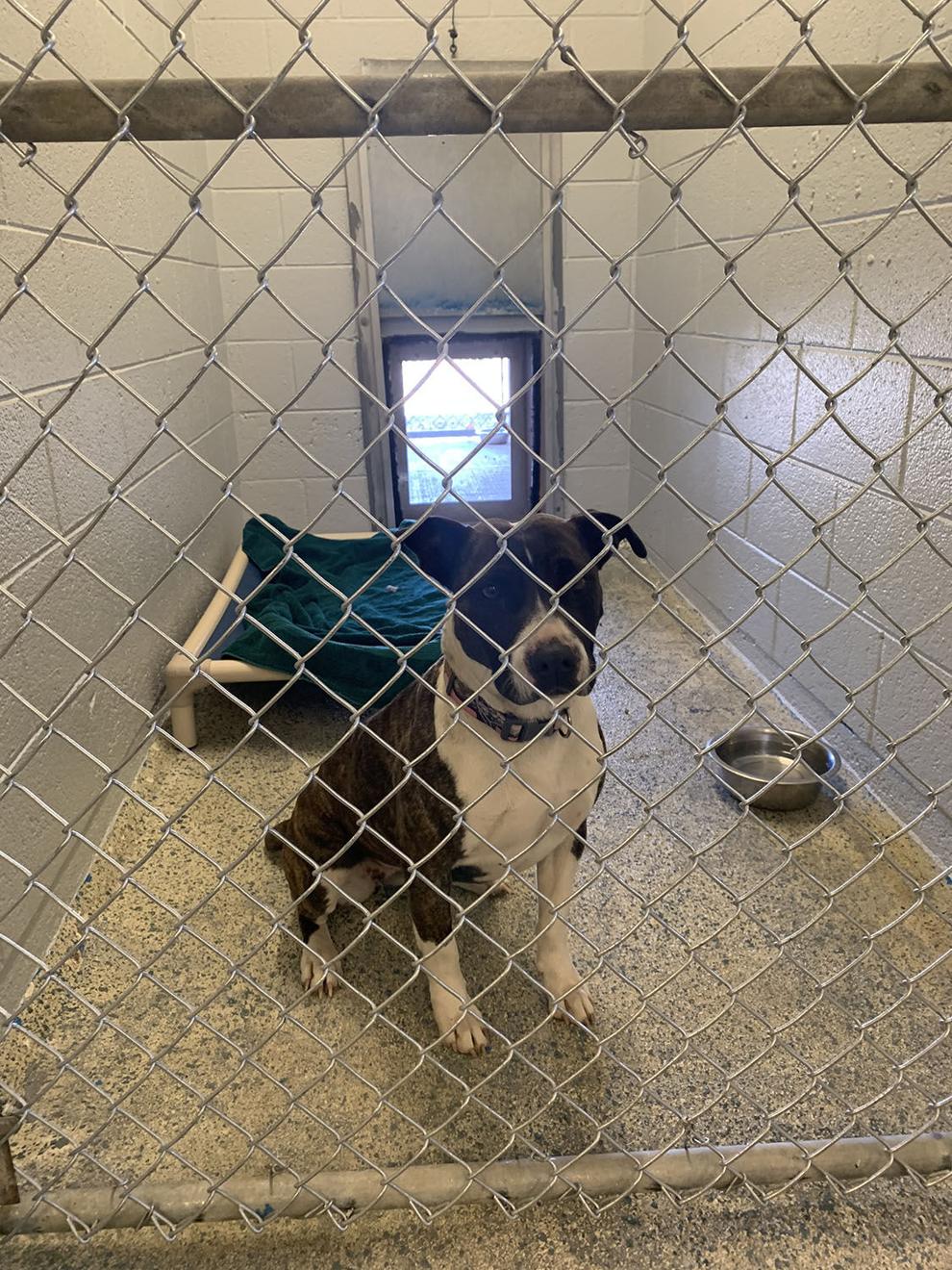 Roice-Hurst becomes Delta’s animal shelter | News ...