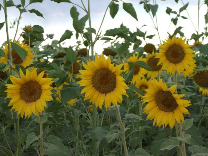 Sunflowers offer photo ops and drive-by beauty near Olathe | News ...