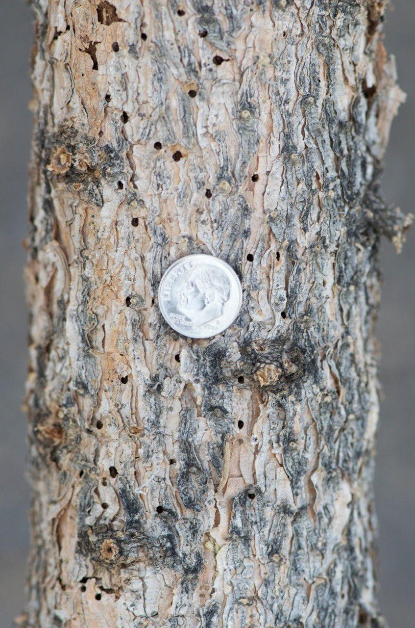 How can I protect my pinyon trees from pests? | News ...