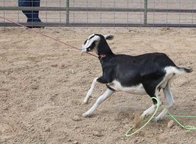 Goat roping at the fair provides fun for all ages ...