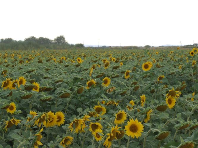 Sunflowers offer photo ops and drive-by beauty near Olathe | News ...