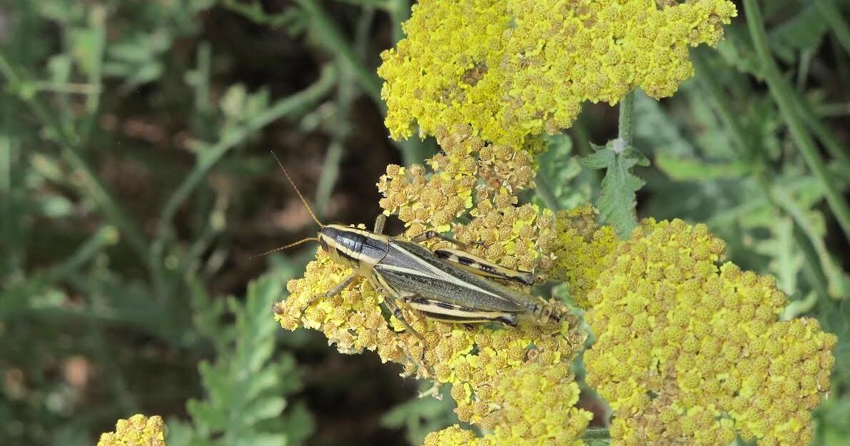 WHAT'S BUGGING YOU?: Grasshoppers have all but disappeared | Outdoors ...
