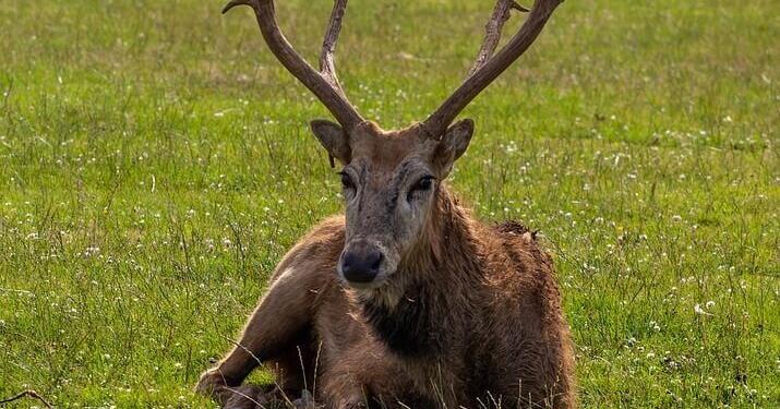 OUTDOORS: Pere David’s Deer | Outdoors | deltacountyindependent.com