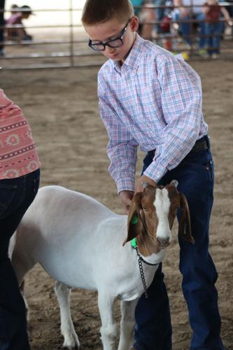 Landon Spaedt receives first and second place overall in market goat ...