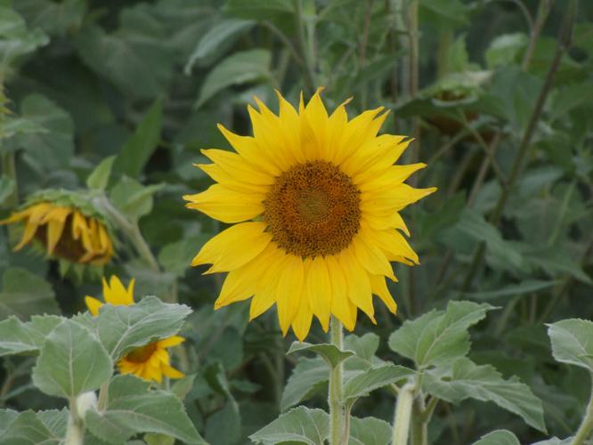 Sunflowers offer photo ops and drive-by beauty near Olathe | News ...