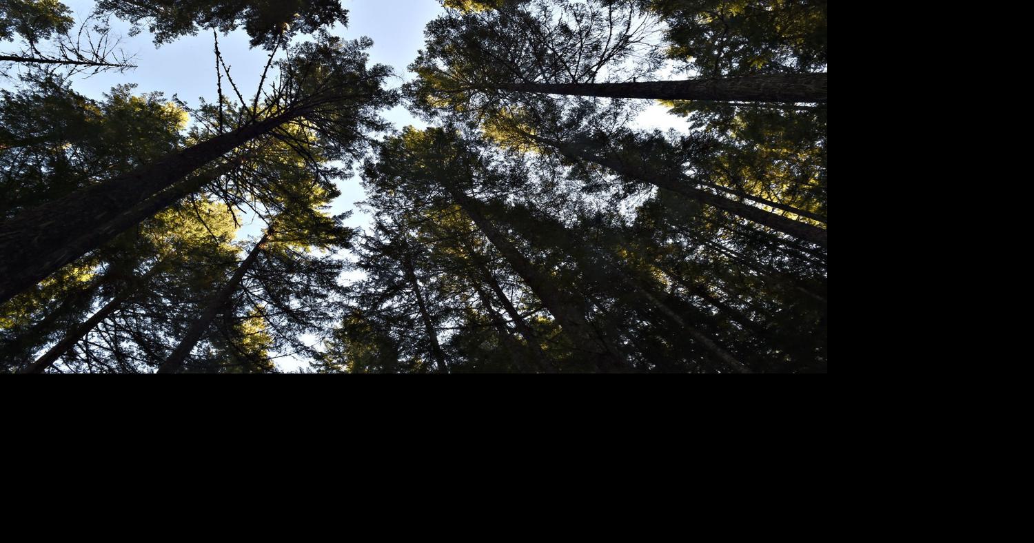 Editorial: Judge focuses on essentials in timber suit ruling
