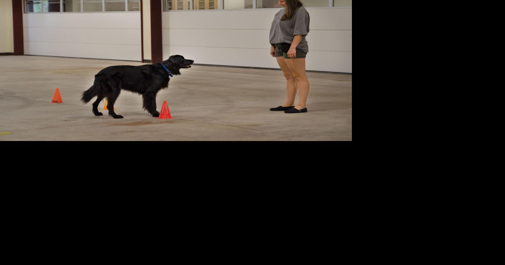 New OSU study shows dogs take some cues from kids