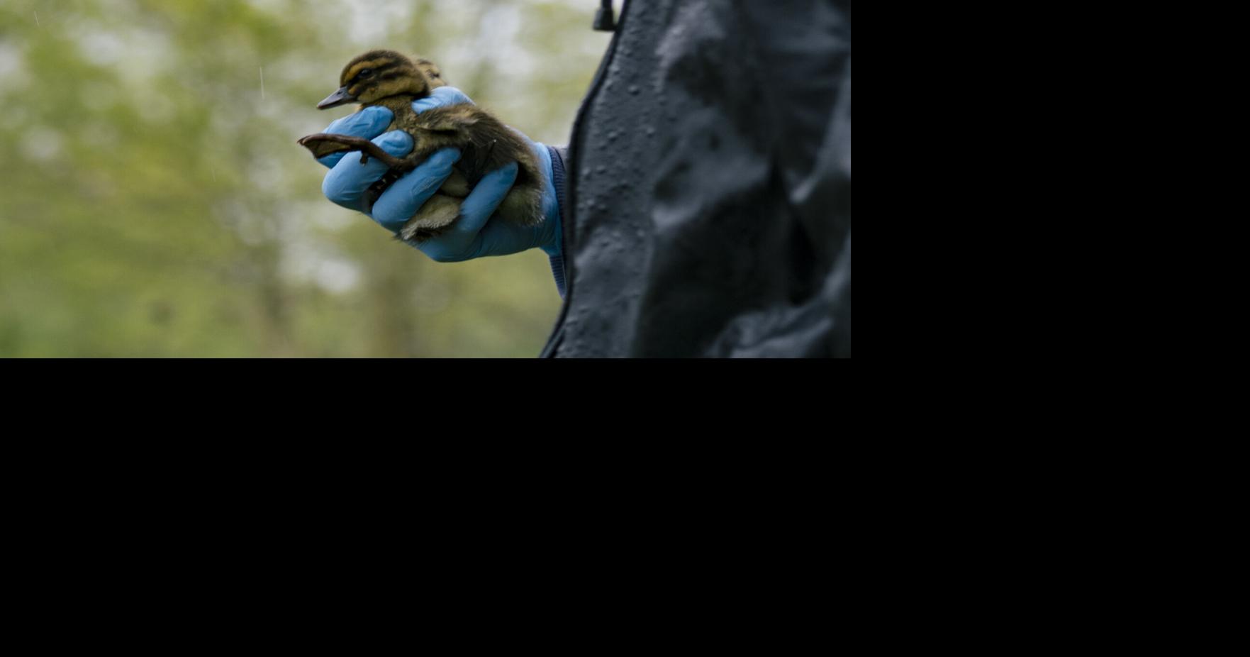 Orphaned ducklings finding new duck foster families
