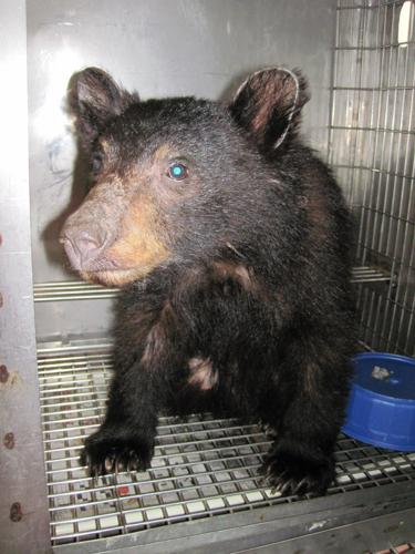 Friendly black bear gets new home at Pennsylvania zoo