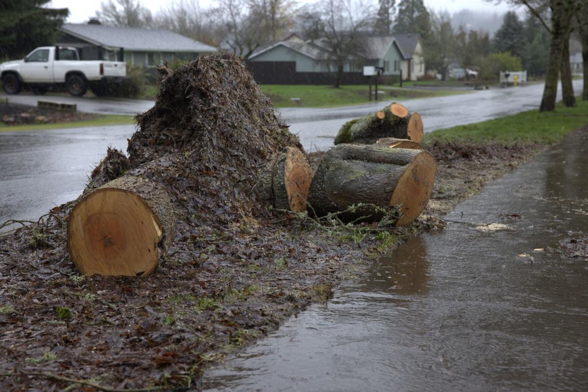 Trees down in Albany: How many calls the city received
